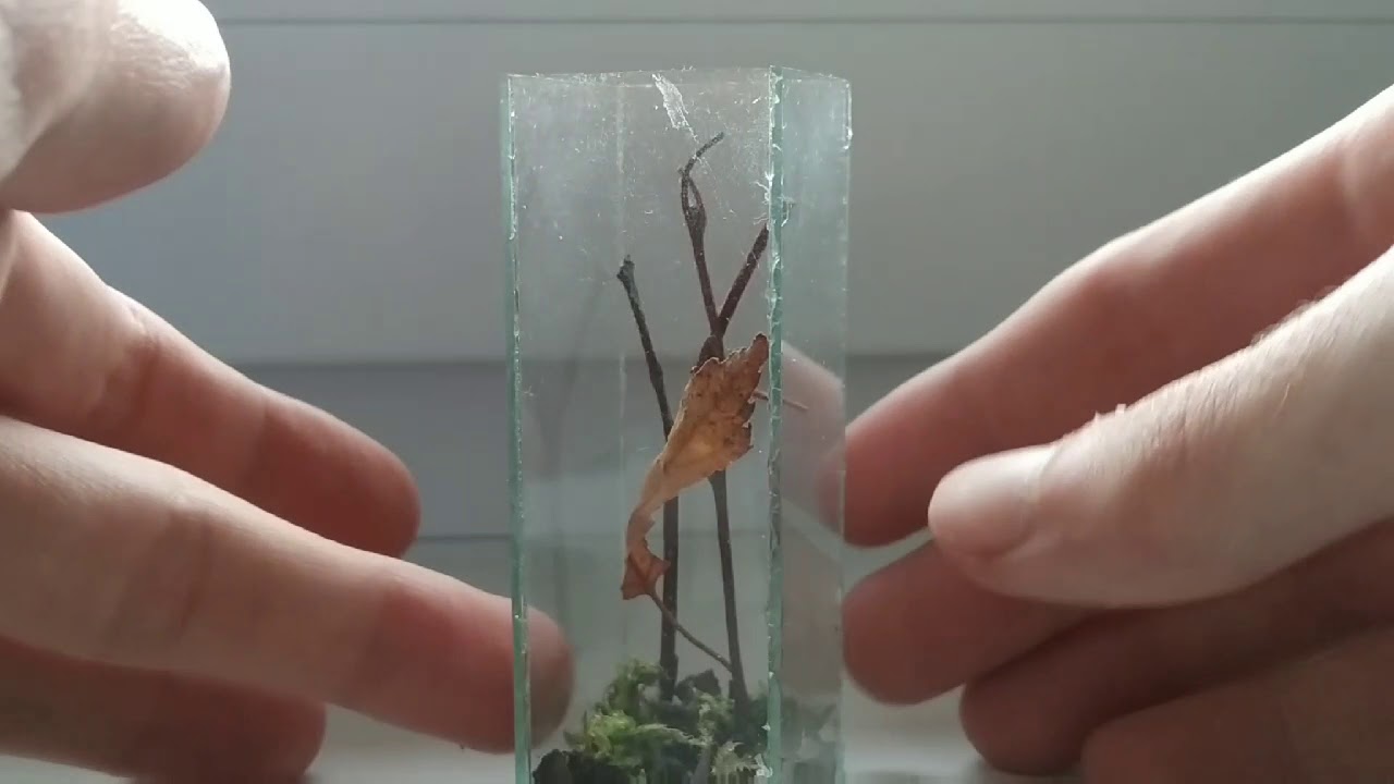 Terrarium dla skakuna arlekinowego - YouTube