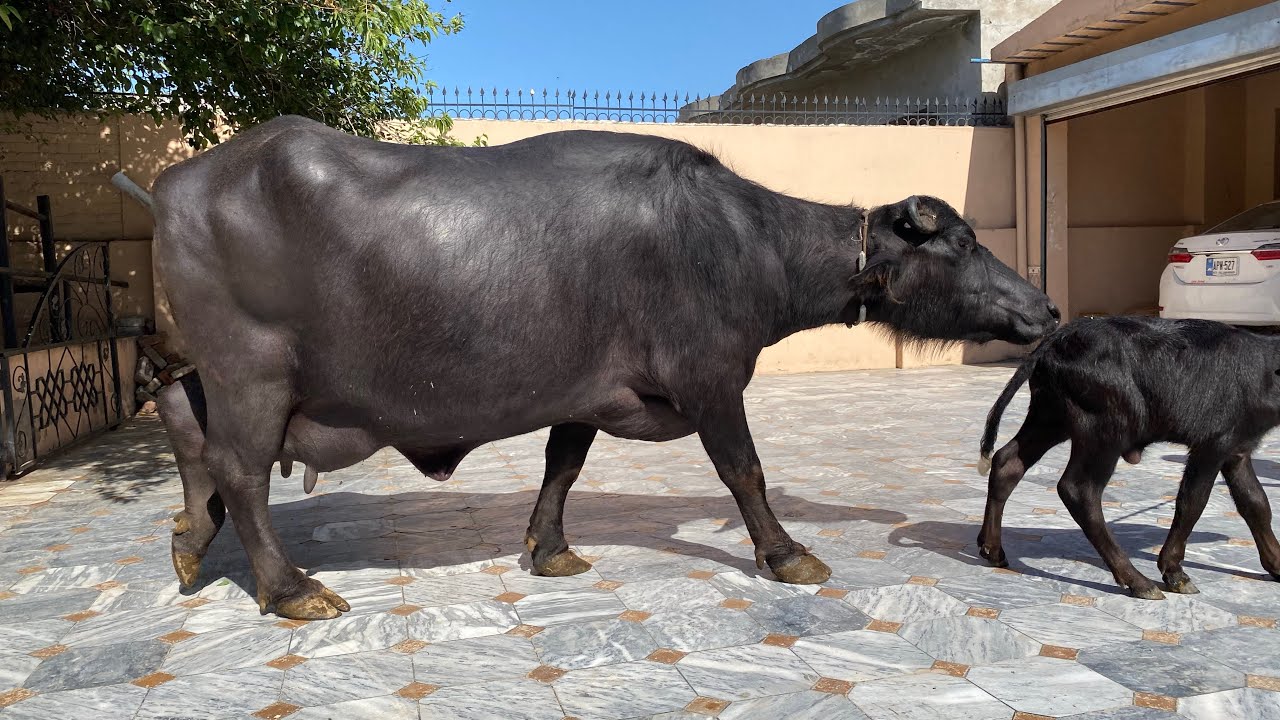 Beautiful Pure Neeli Buffalo 100%guarantee.22 liter milk in one time ...