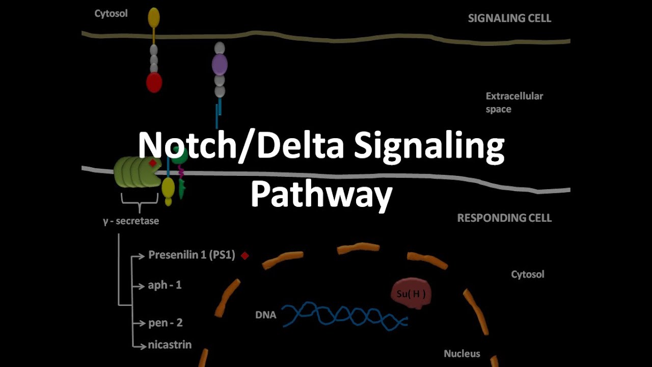 Notch delta signaling pathway - YouTube