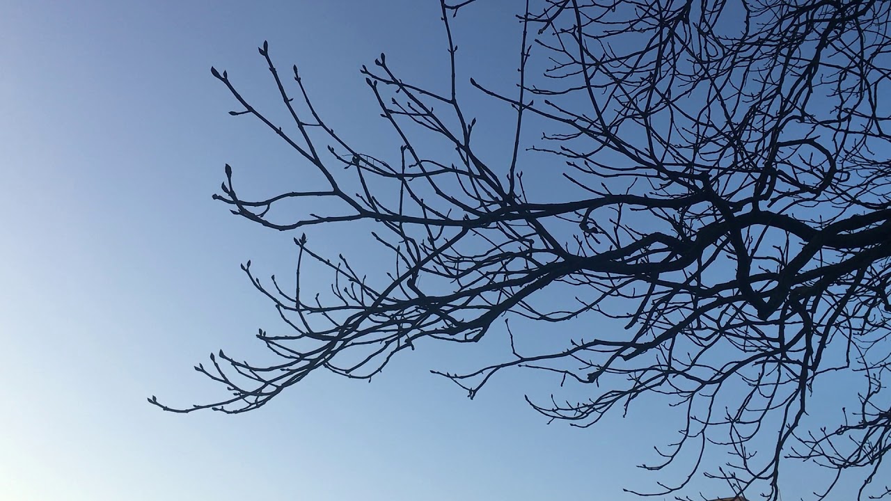 Horse Chestnut - branches & twigs - December 2018 - YouTube