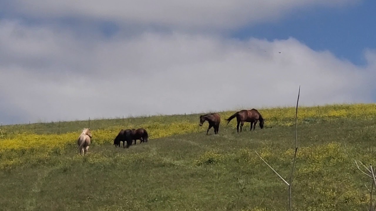 4K walking at Ranch - YouTube