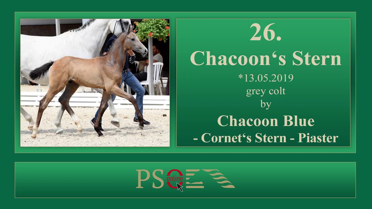 26 Chacoon s Stern - YouTube