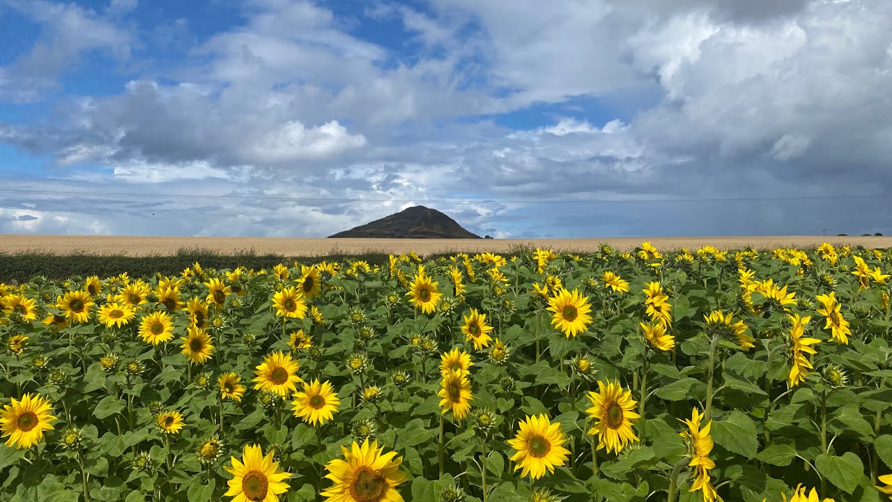 Balgone Sunflower Trail! - YouTube