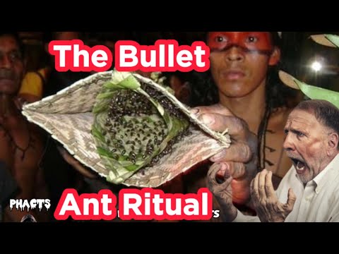 The Painful Bullet Ant Ritual In The Satarè Mawè Tribe of Brazil ...