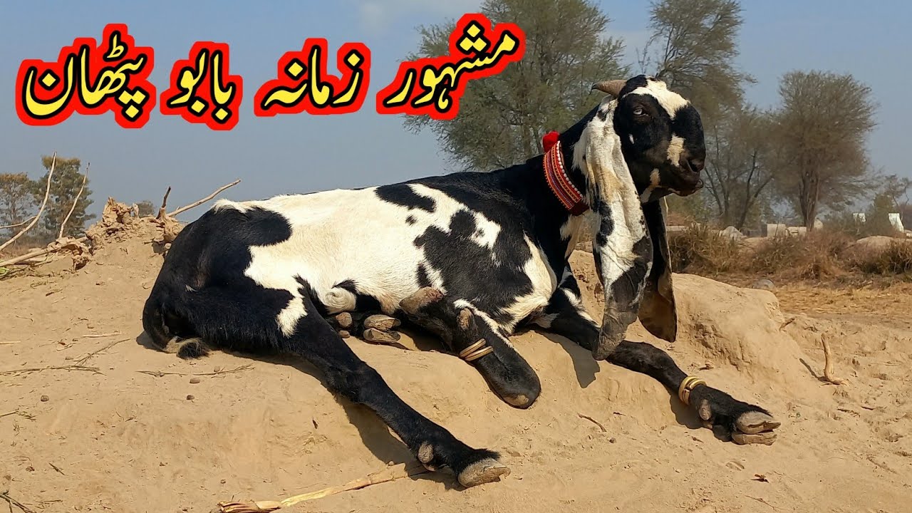 Monster Size Big Heavy Weight Goats Of MR Babu Pathan//Supreme Quality ...