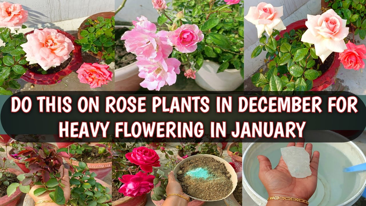 DO THIS ON ROSE PLANTS IN DECEMBER FOR HEAVY FLOWERING IN JANUARY 😍🌹 ...