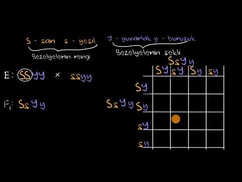Dihibrit Çaprazlama ve Bağımsız Dağılım İlkesi (Fen Bilgisi)