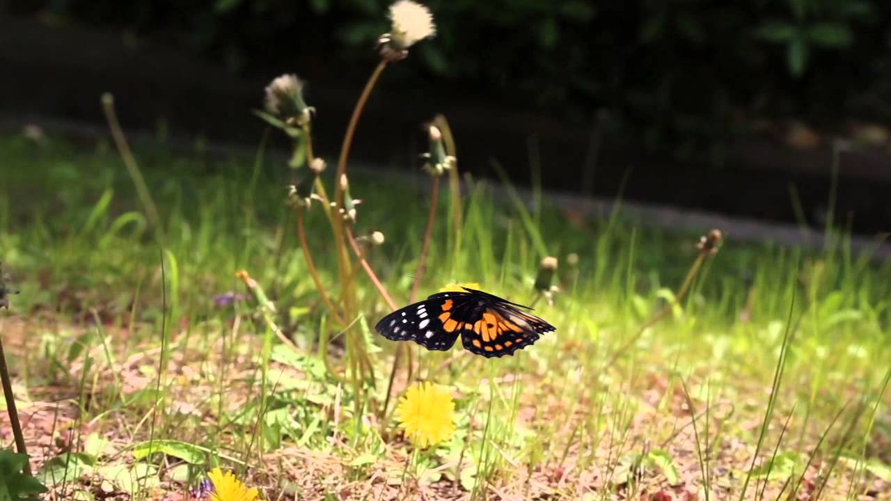 Butterfly Animation After Effect CS6 (school project) - YouTube