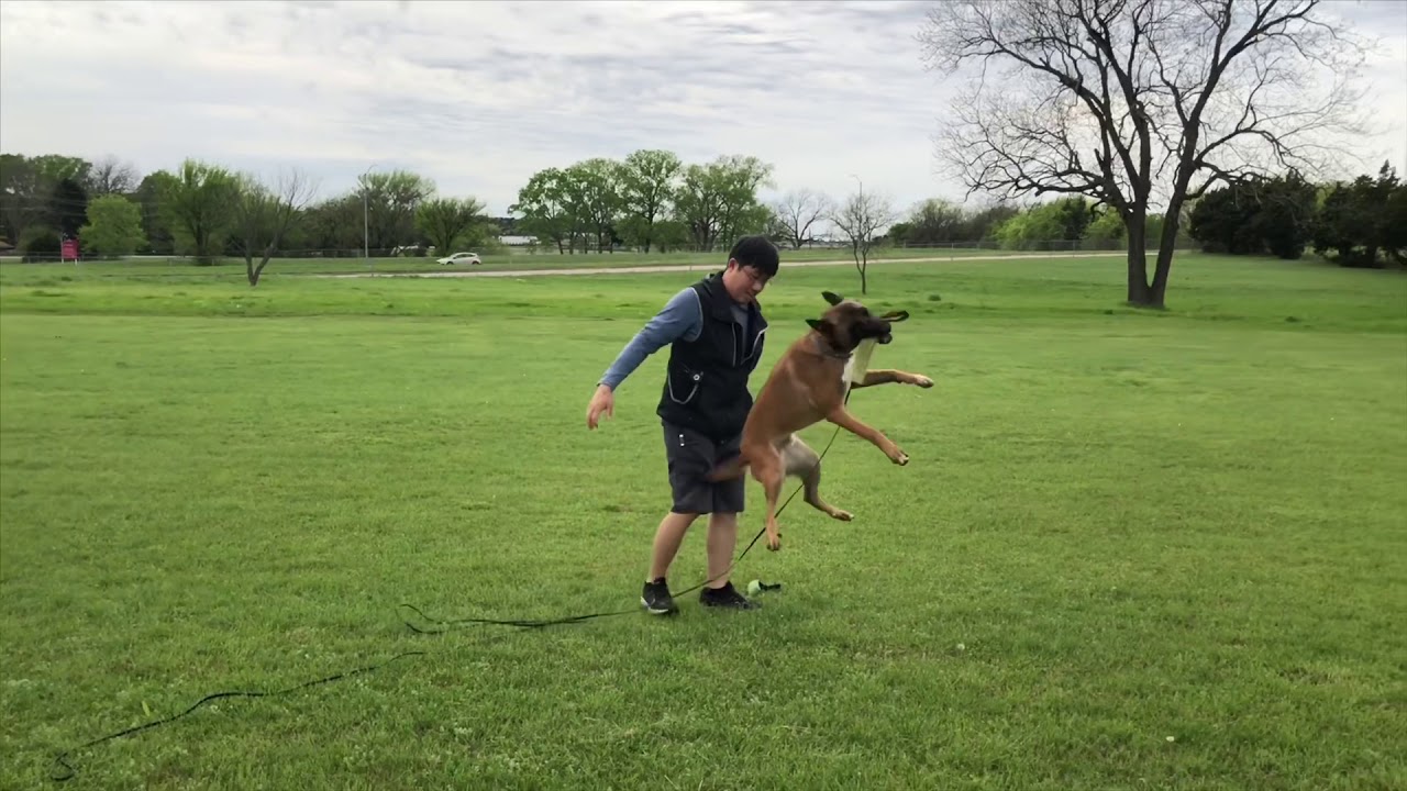 Rowdy (foster dog-Belgian Malinois) - YouTube