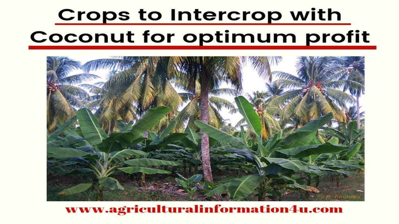 What Crops Are Suitable To Intercrop With Coconut For Optimum Profit what-crops-are-suitable-to-intercrop-with-coconut-for-optimum-profit