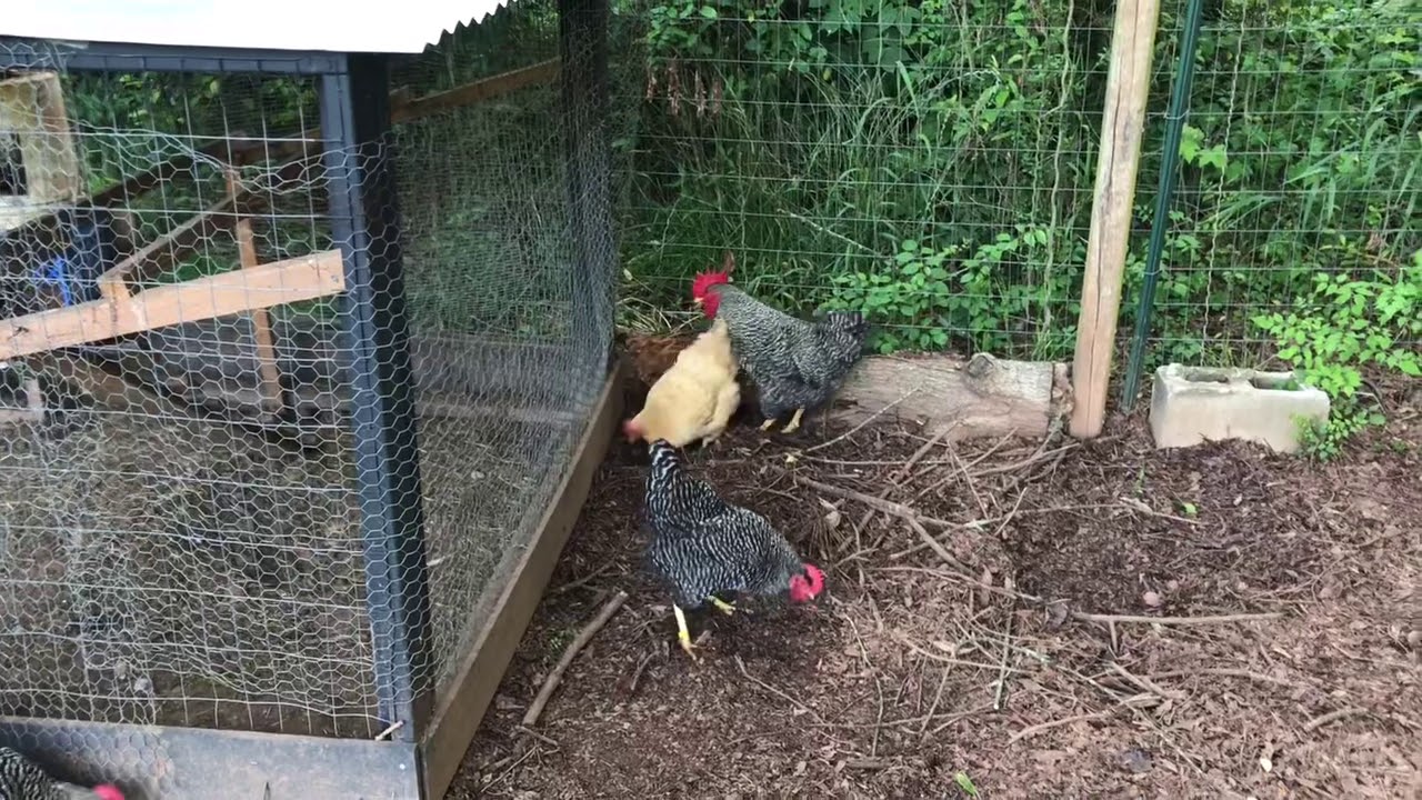 Dejamos libres los pollitos y miren que alegría. - YouTube