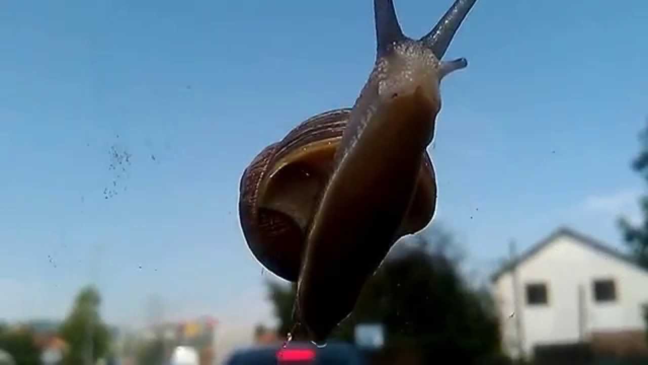 flying snail in serbia - YouTube