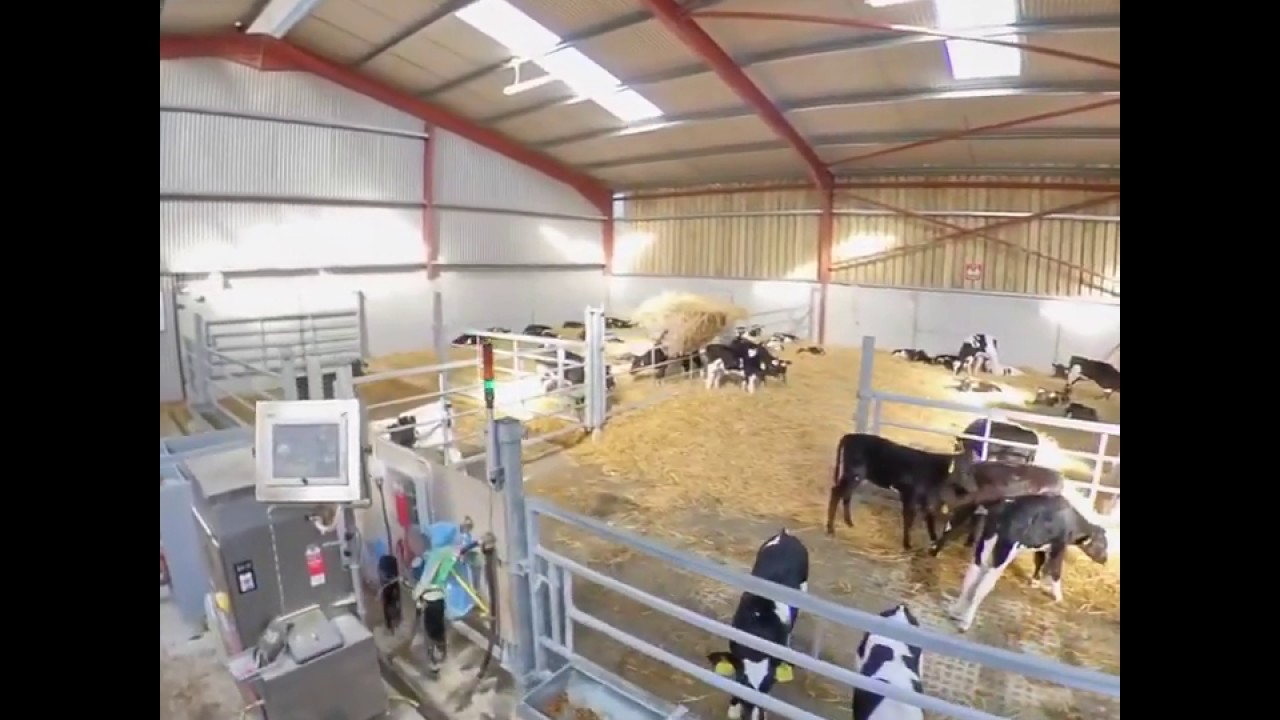 High spec calf setup - YouTube