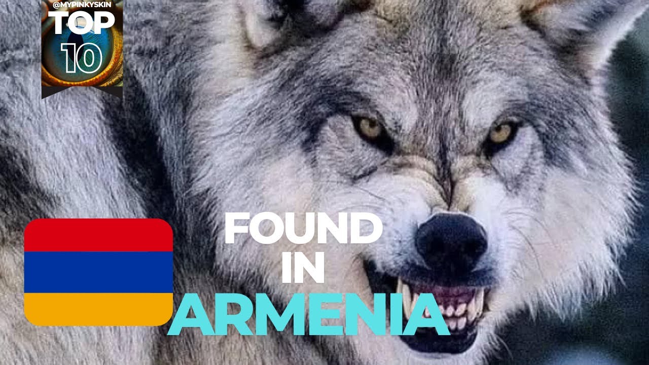 ARMENIA TOP 10 ANIMALS @mypinkyskin - YouTube