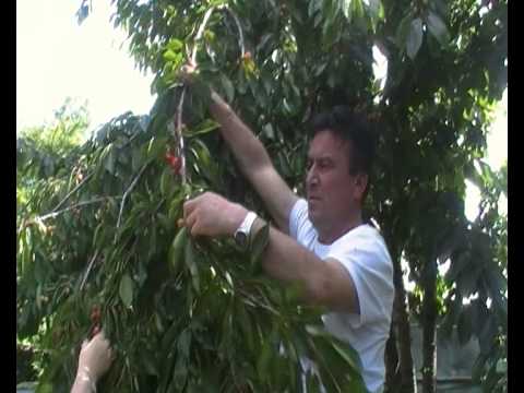 sezgin coşkun özlem coşkun düzce kiraz toplama