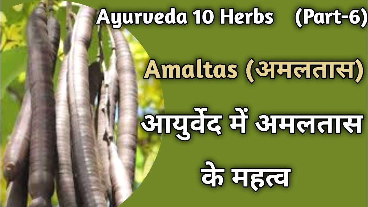 Amaltas | अमलतास | आयुर्वेद में अमलतास के महत्व - YouTube