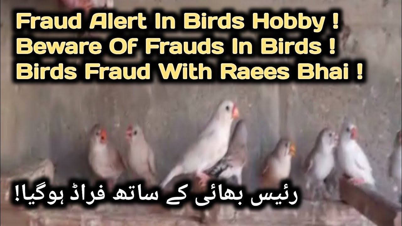 Fraud Alert In Birds Hobby| Beware Of Frauds In Birds| Birds Fraud ...