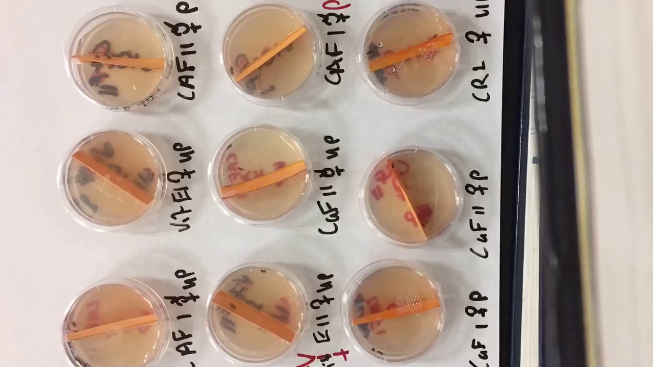 Drosophila melanogaster: Courtship assay - YouTube