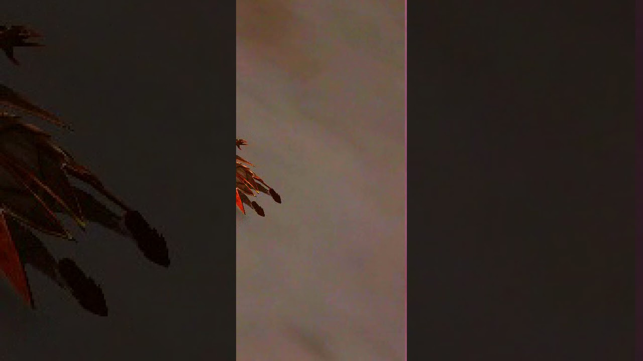 NEW VALIR DRAGON TAMER SKIN - YouTube