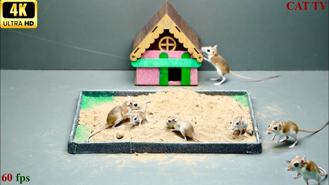 Cat TV Mice Hide and Seek in Sand and Wooden Home | Mice Mother ...