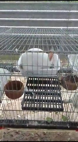 Hyla rabbit farm - YouTube