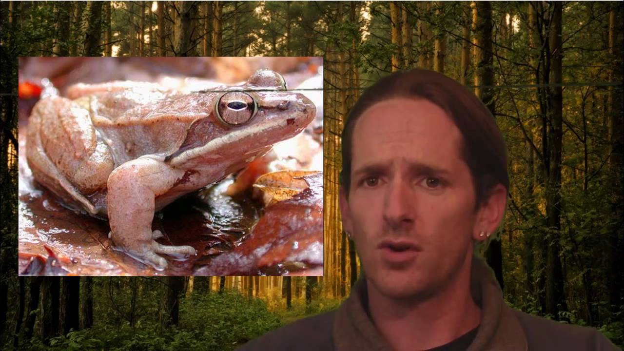 Reptile News: First snake bite death in WA since 1998 - YouTube