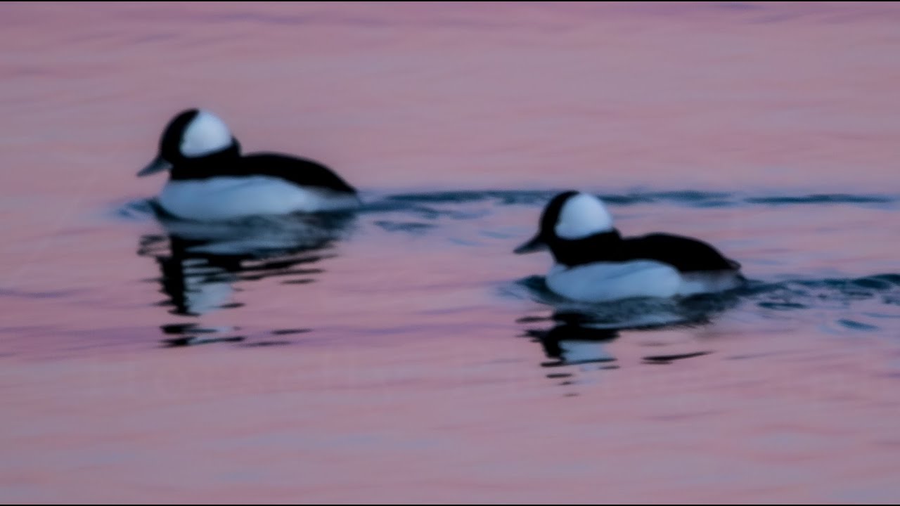 Bufflehead in Icy Water 4K - YouTube