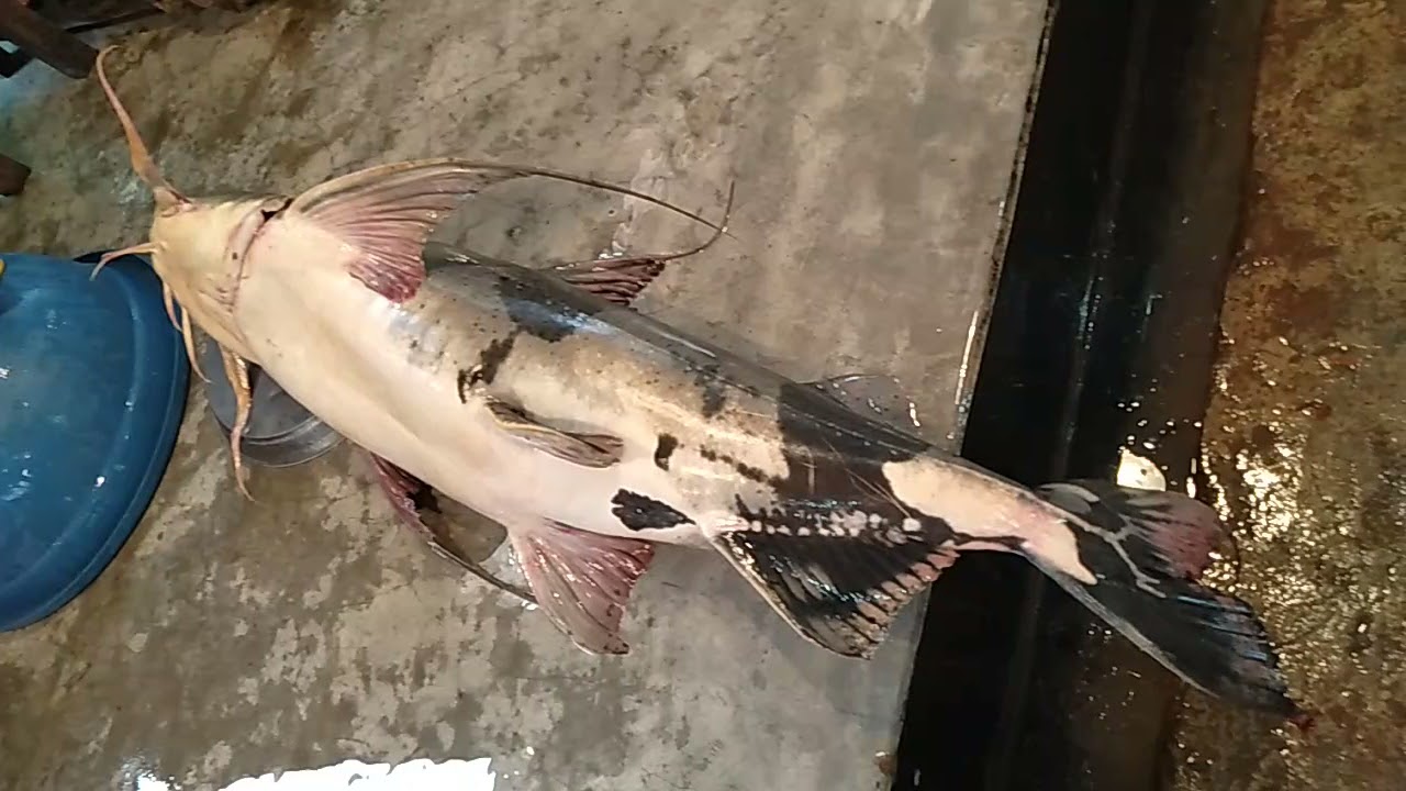 25 KG Biggest Deshi Bagar Fish | Sirajganj Fish Market | Biggest Fish ...