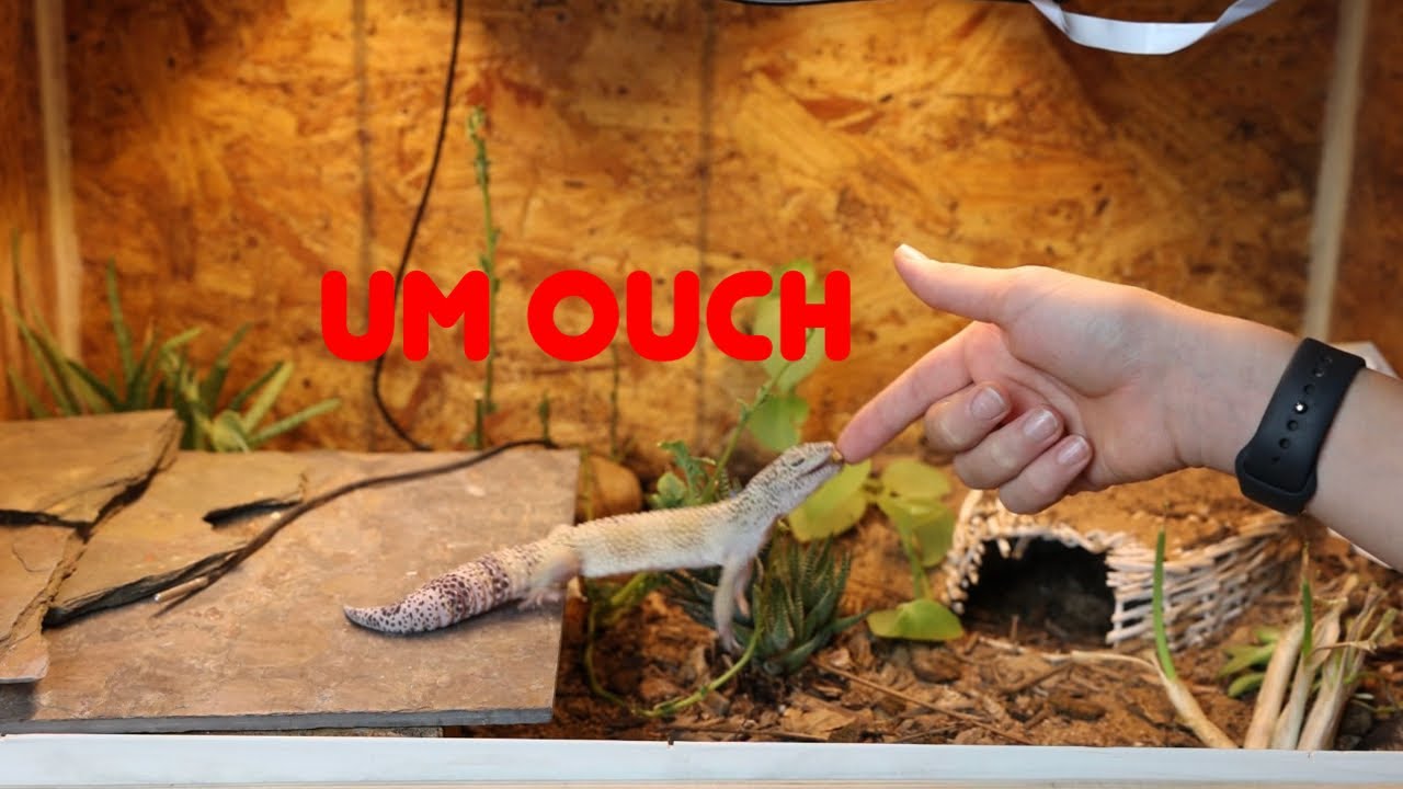 Leopard gecko tricks - YouTube