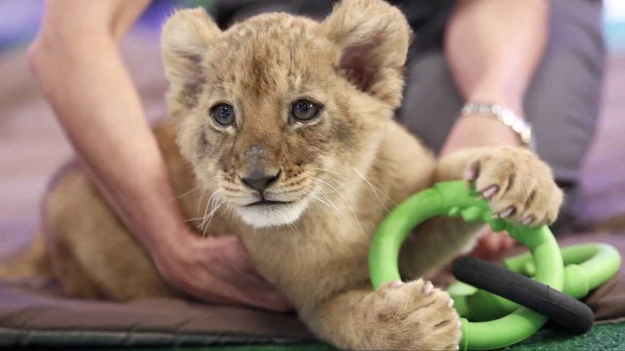 Edge of Africa: Lion Cubs | Busch Gardens Tampa Bay - YouTube