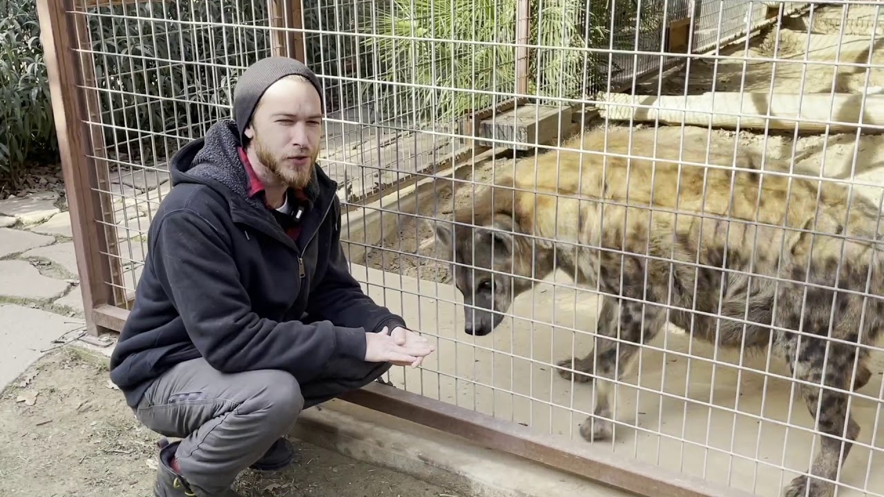 Through The Eyes Of An Animal Keeper: Comforting New Residents - YouTube