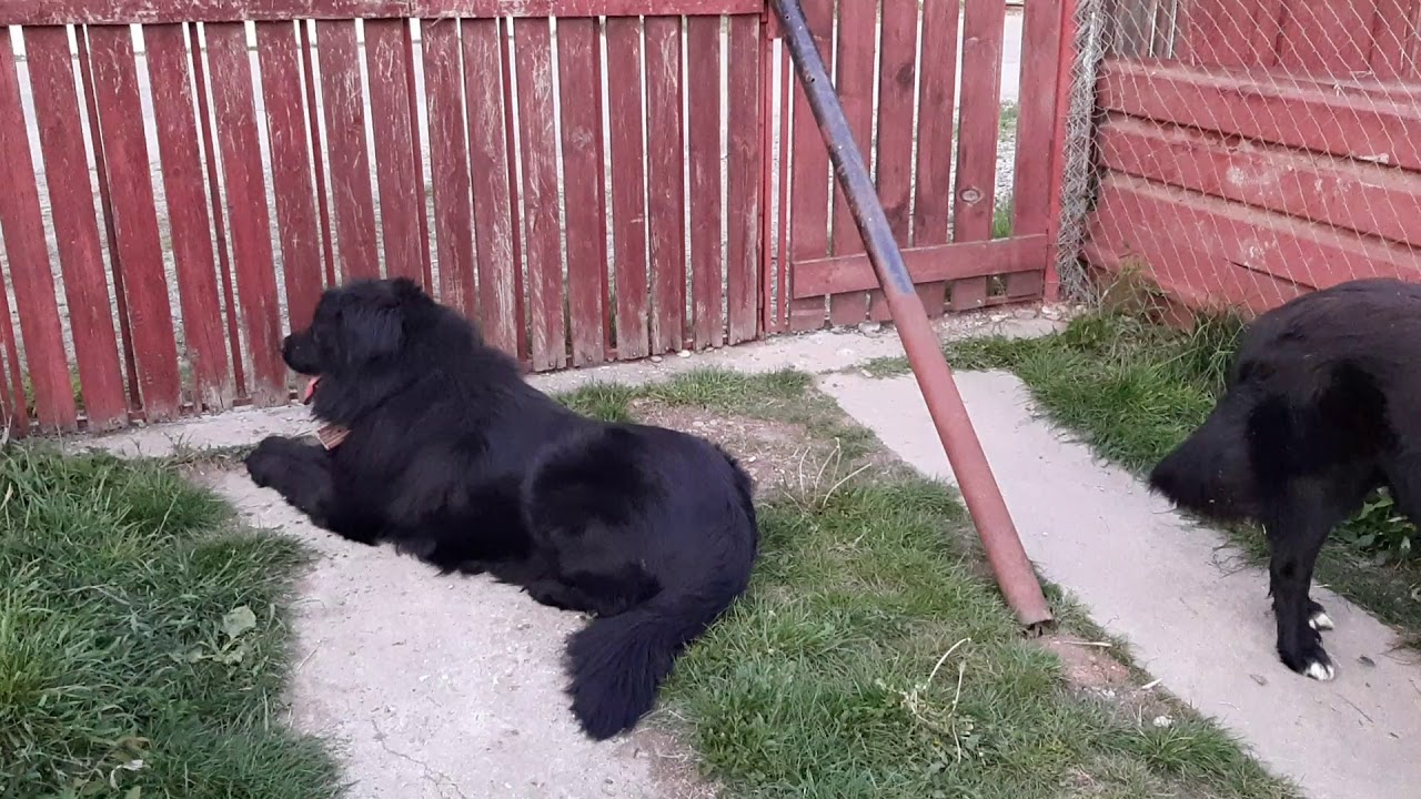 Guardian dog - male romanian raven sheperd - YouTube