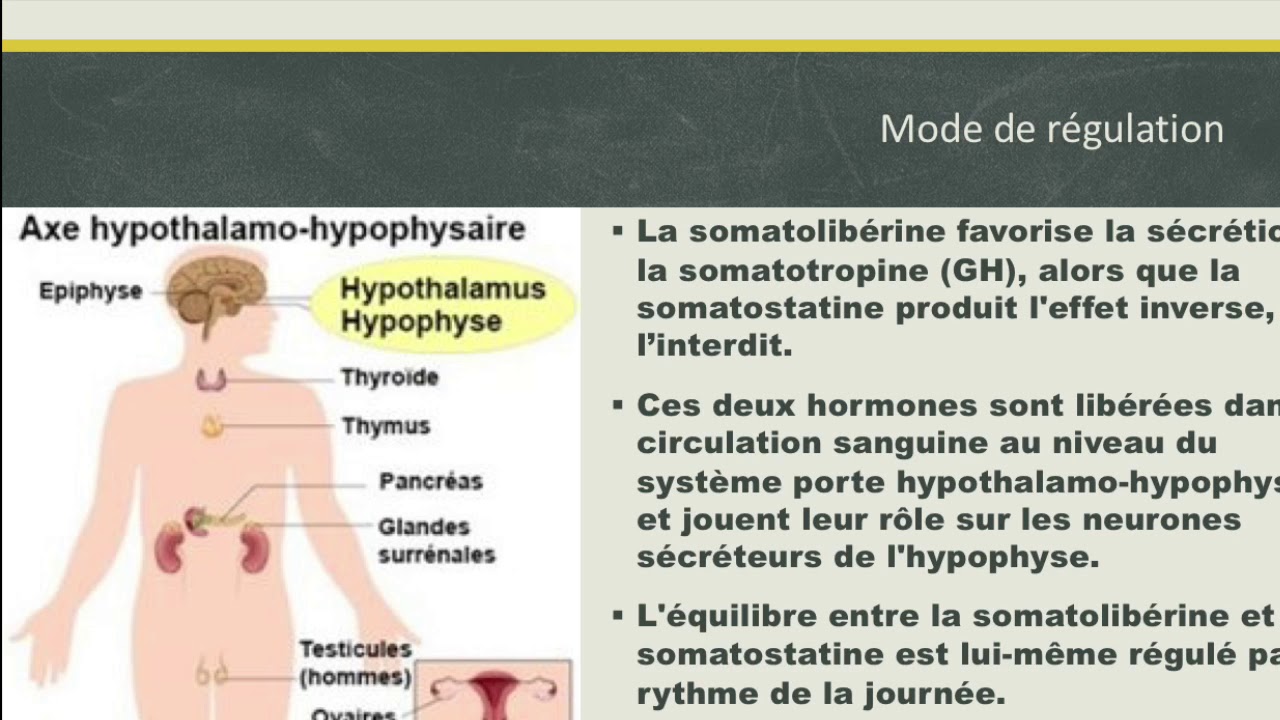 Lhormone De Croissance Youtube