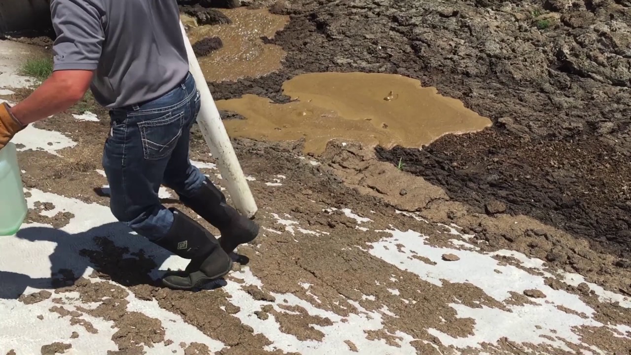 TRIUNE DAIRY LAGOON- JUNE 17 - YouTube