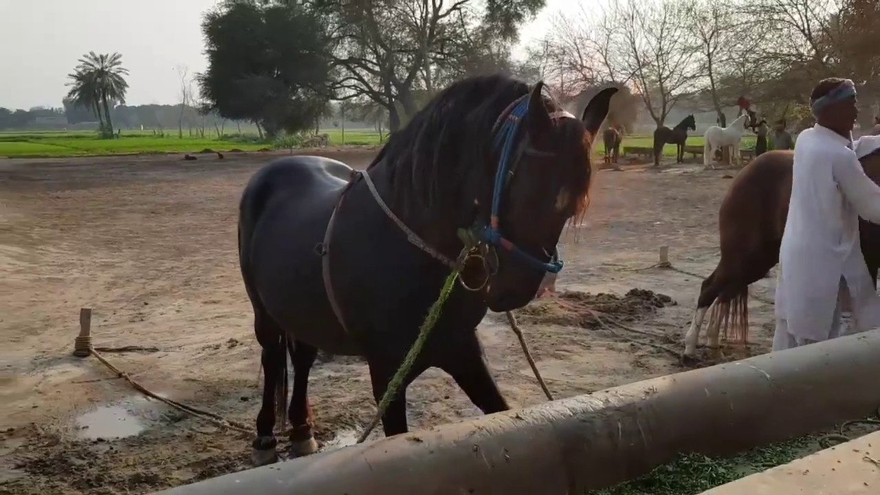 Horses at farm house in punjab Pakistan | Arabic dance - YouTube