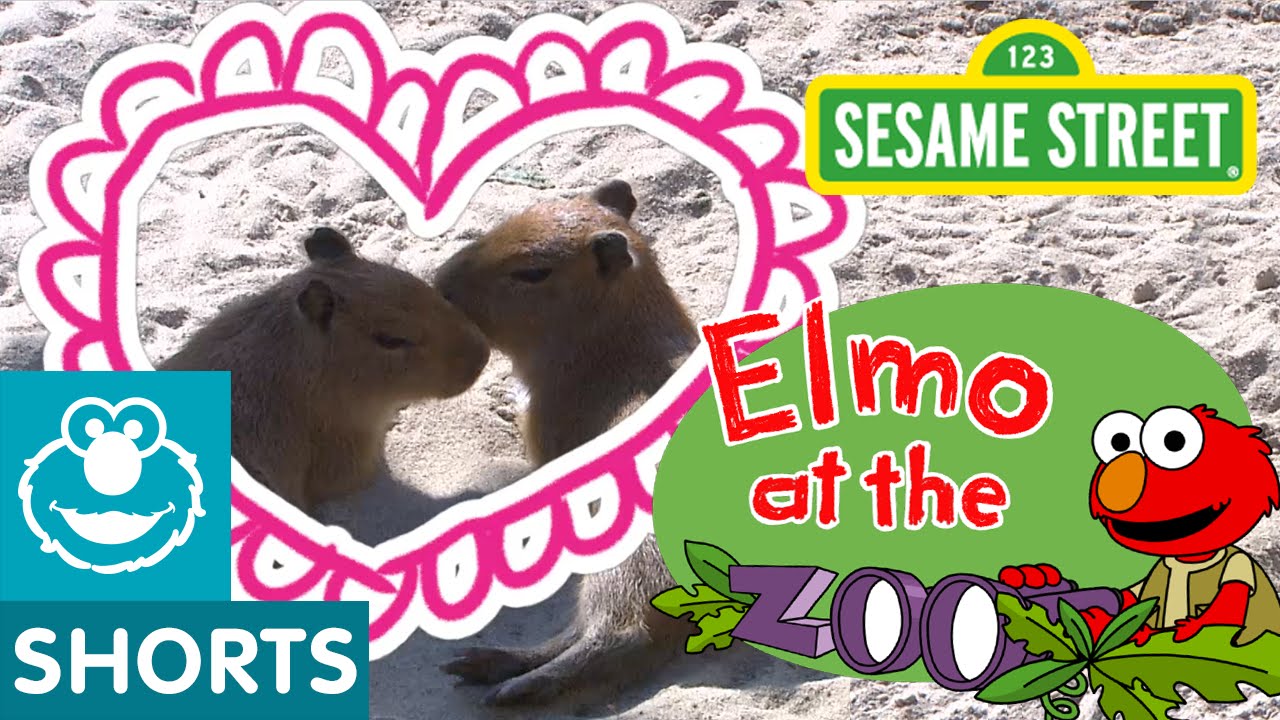 Elmo Loves Animals (Elmo at the Zoo #3) - YouTube