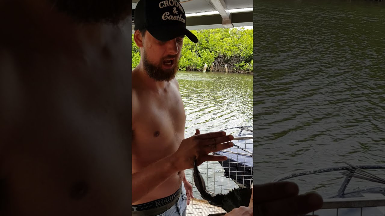 Mud Crab bite $50 - YouTube