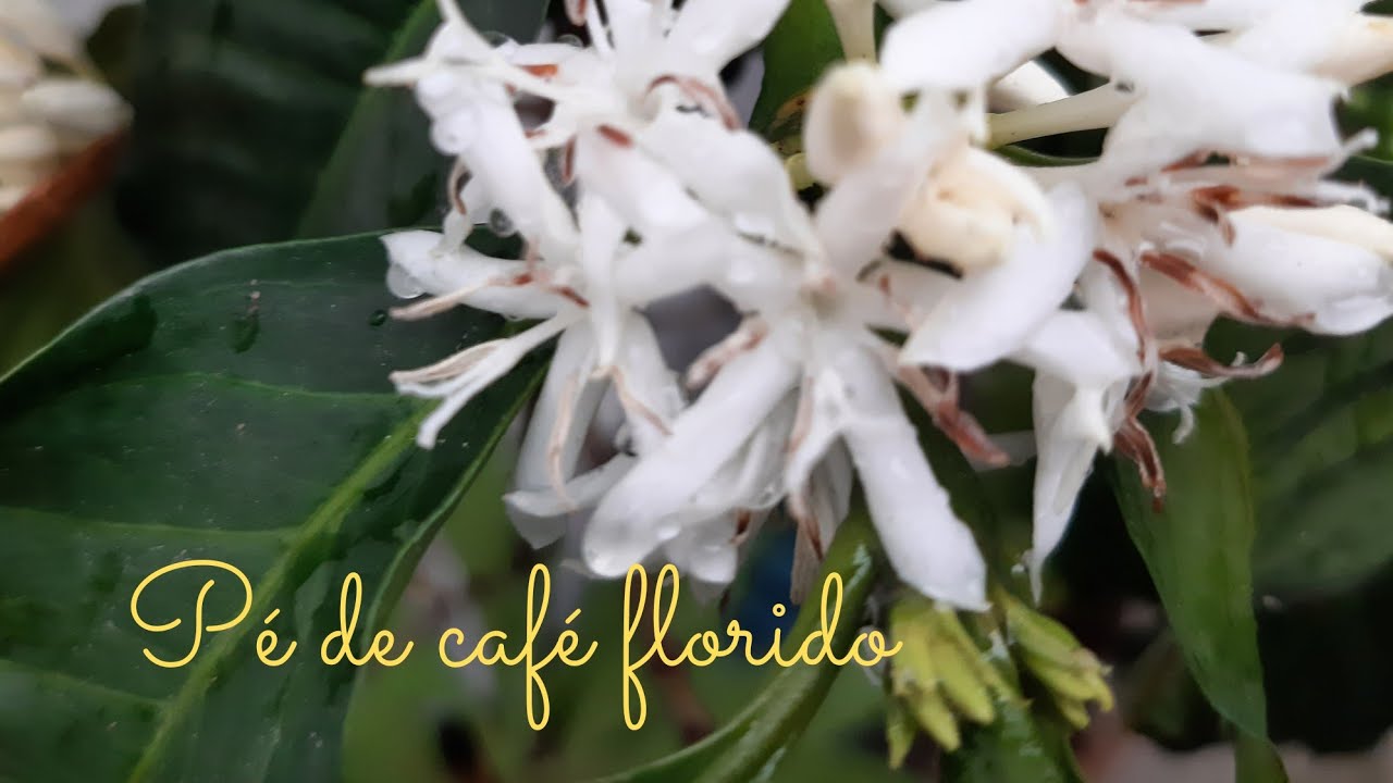 Pé de café plantado no vaso todo florido e cheio de grãos de café ☕ ...