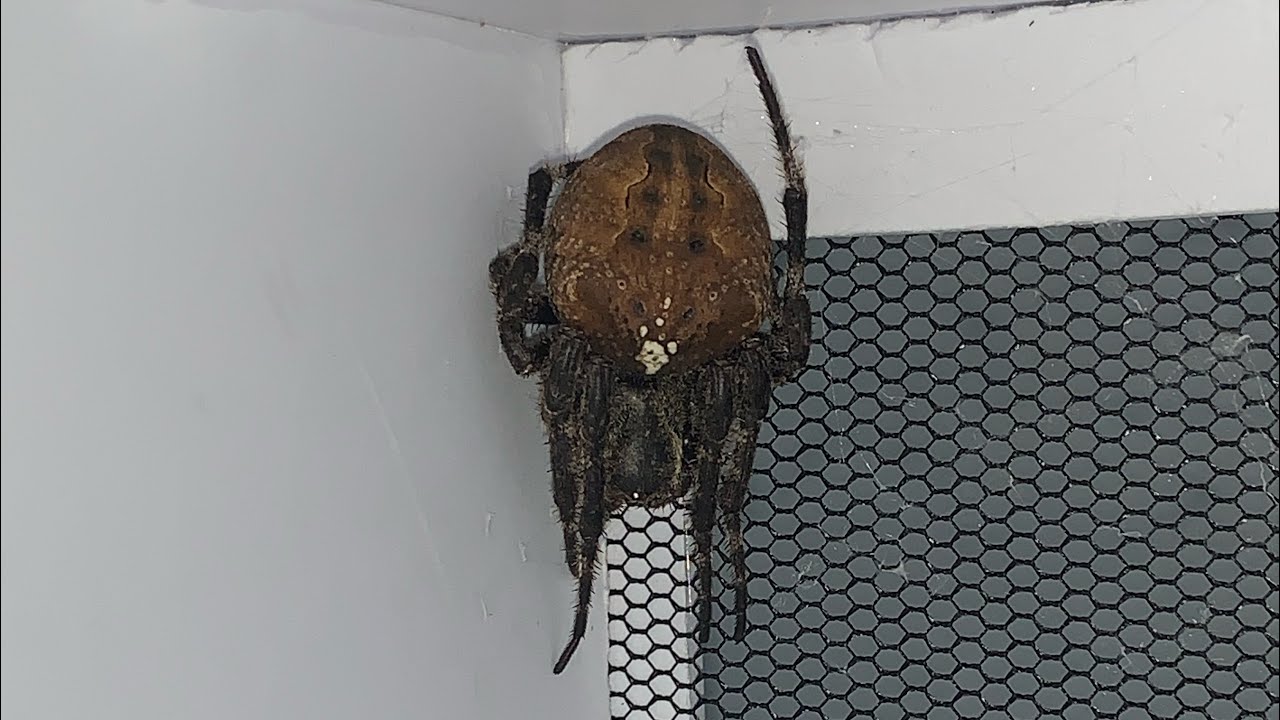 My New updates & Japan g New spider) #gagamba - YouTube