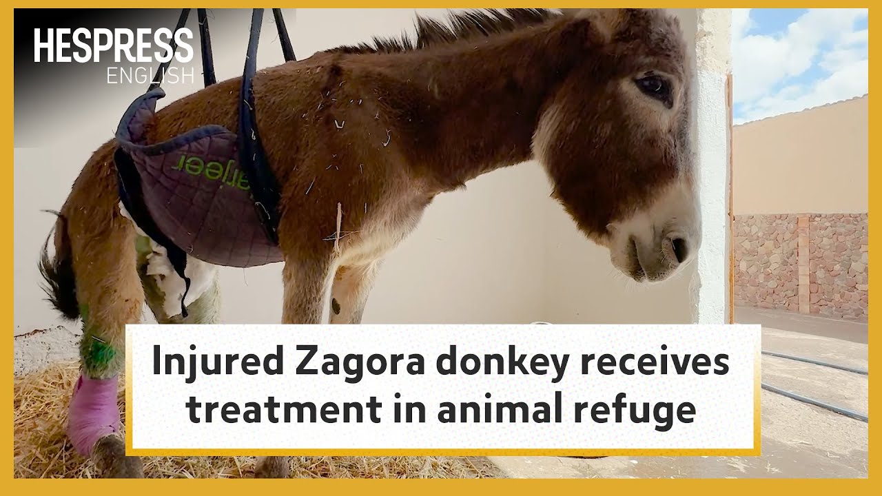 Injured Zagora donkey receives treatment in animal refuge - YouTube