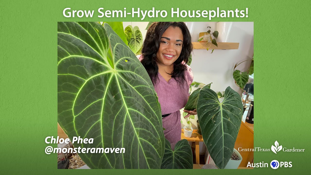 Grow Semi-Hydro Houseplants! - YouTube