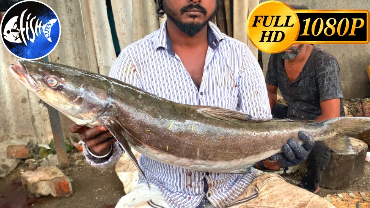 8 KG COBIA FISH CUTTING🔪INCREDIBLE CLEANING & CUTTING🔪KF FISH CUTS ...