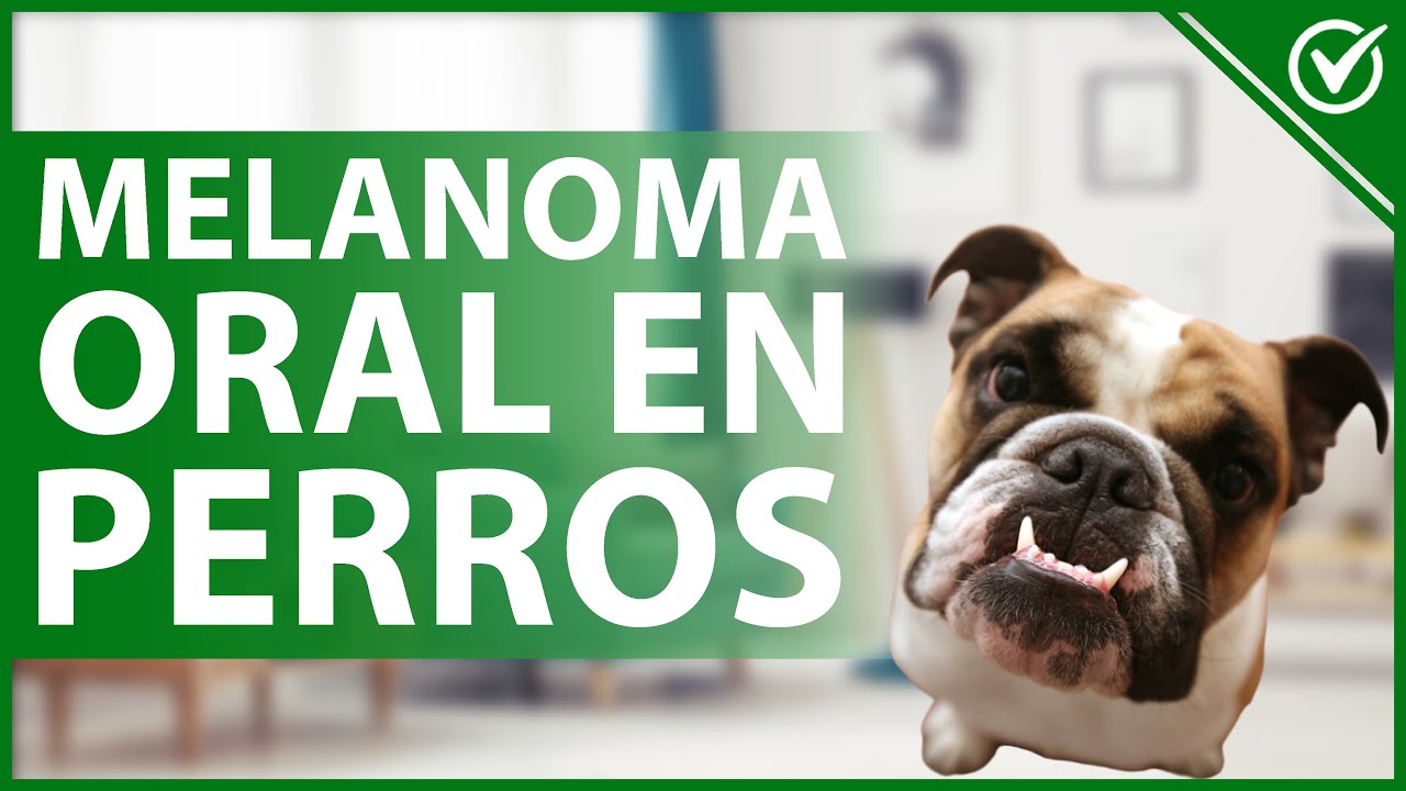 🐶 Melanoma Oral en Perros: Qué es, Causas, Síntomas, Diagnóstico y ...