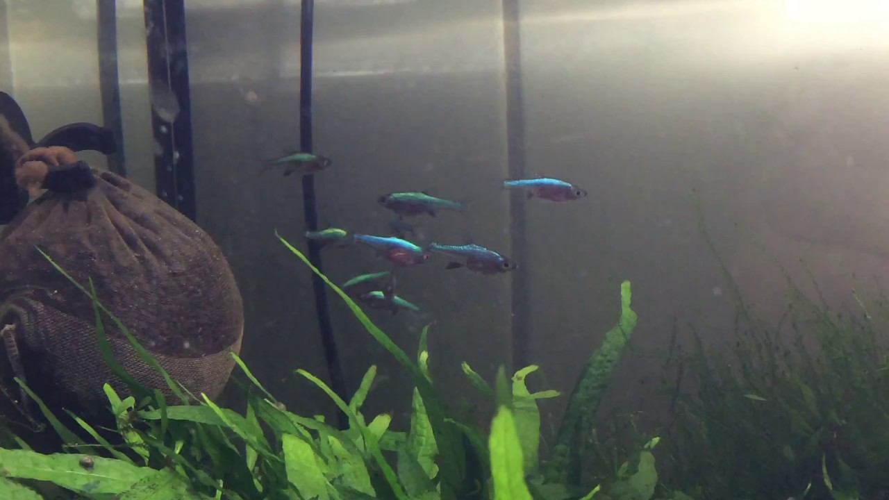 Erste Zuchterfolge bei meinen Sundadanio axelrodi blue - Rasbora ...