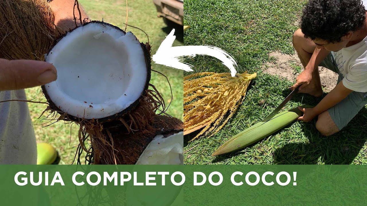 Tudo Sobre o Coco/Coqueiro | Nô Figueiredo - YouTube