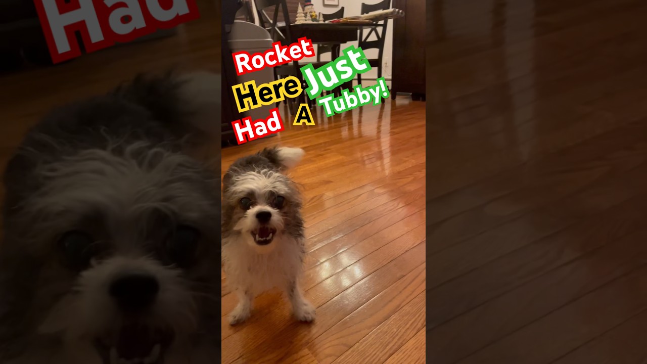 Dog Just Had Tubby! #dogs #animals - YouTube