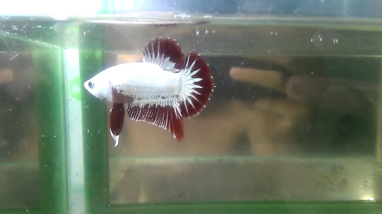 1 Betta Bagan Tin nhắn - YouTube