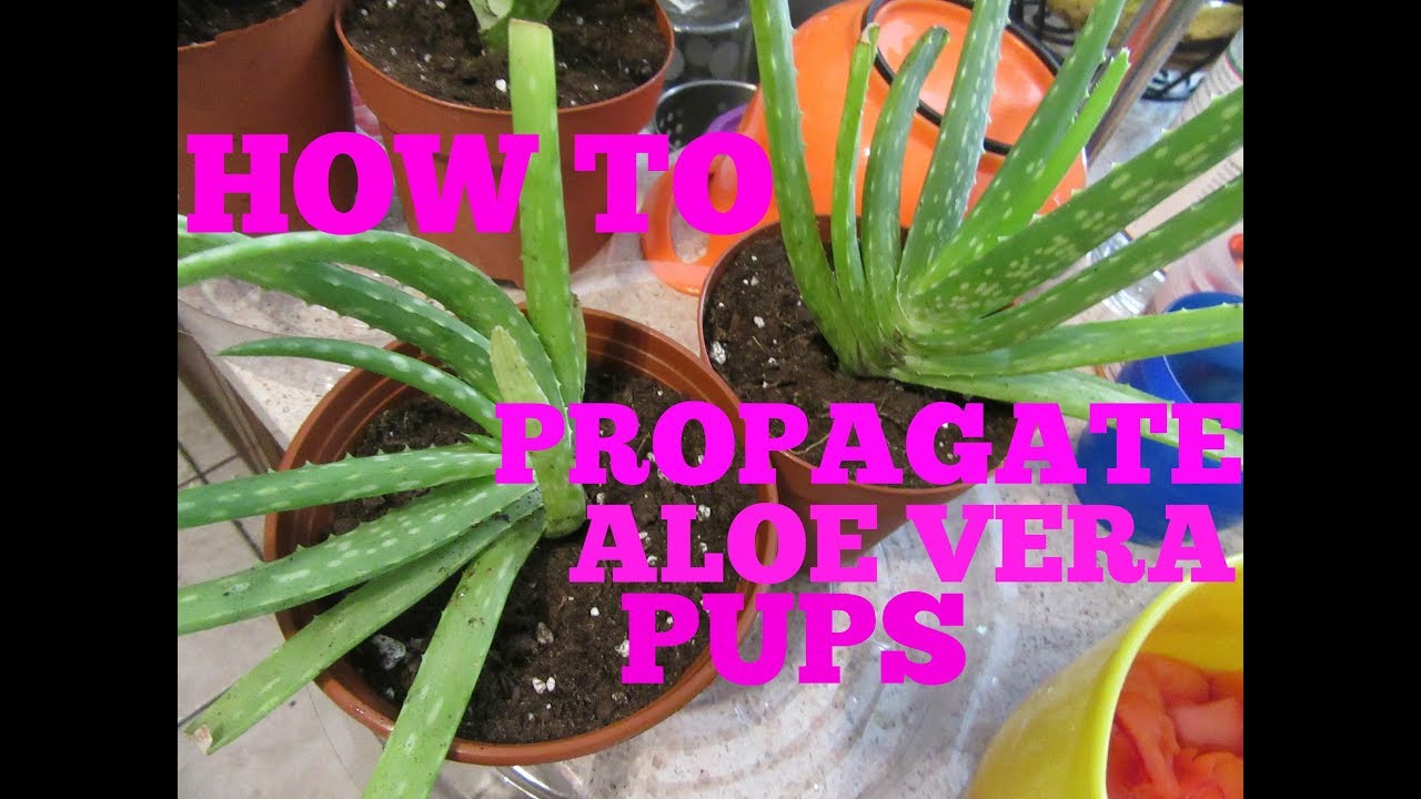 HOW TO PROPAGATE ALOE VERA PUPS - YouTube