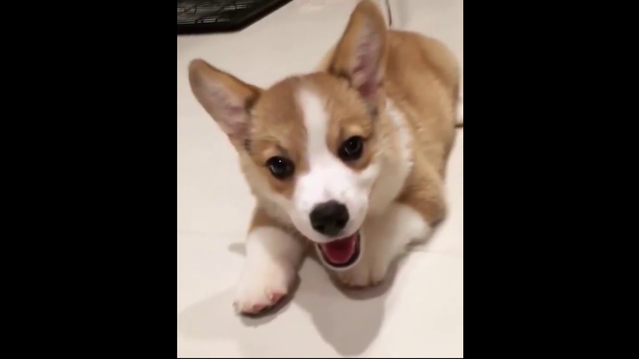 Cute Corgi attacks - YouTube