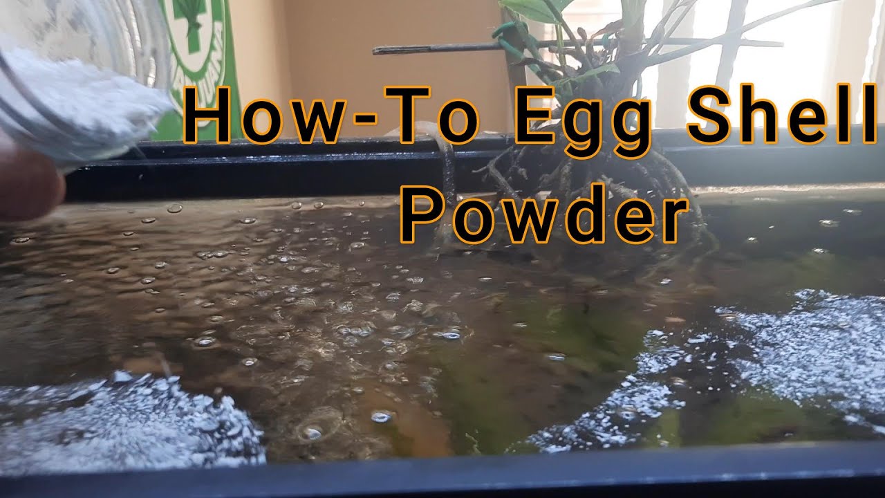 How to Make Egg Shell Powder - YouTube